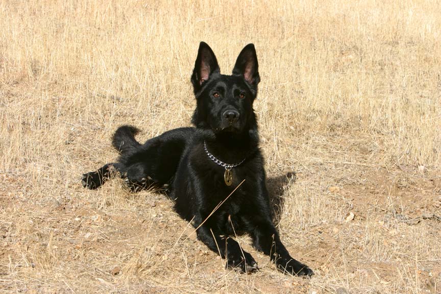 K9s 2006 to 2016 | WASHOE COUNTY K9 PARTNERS