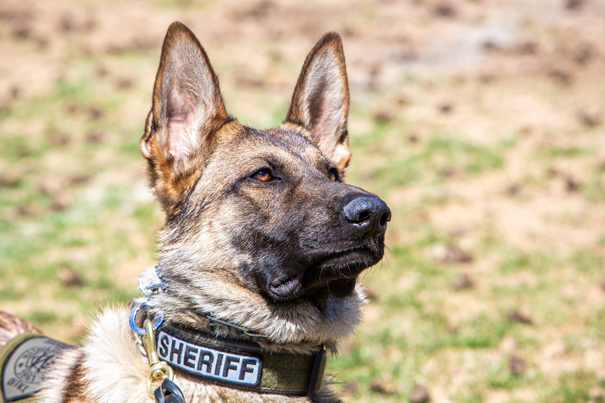 Welcome Our New K9 Team | WASHOE COUNTY K9 PARTNERS