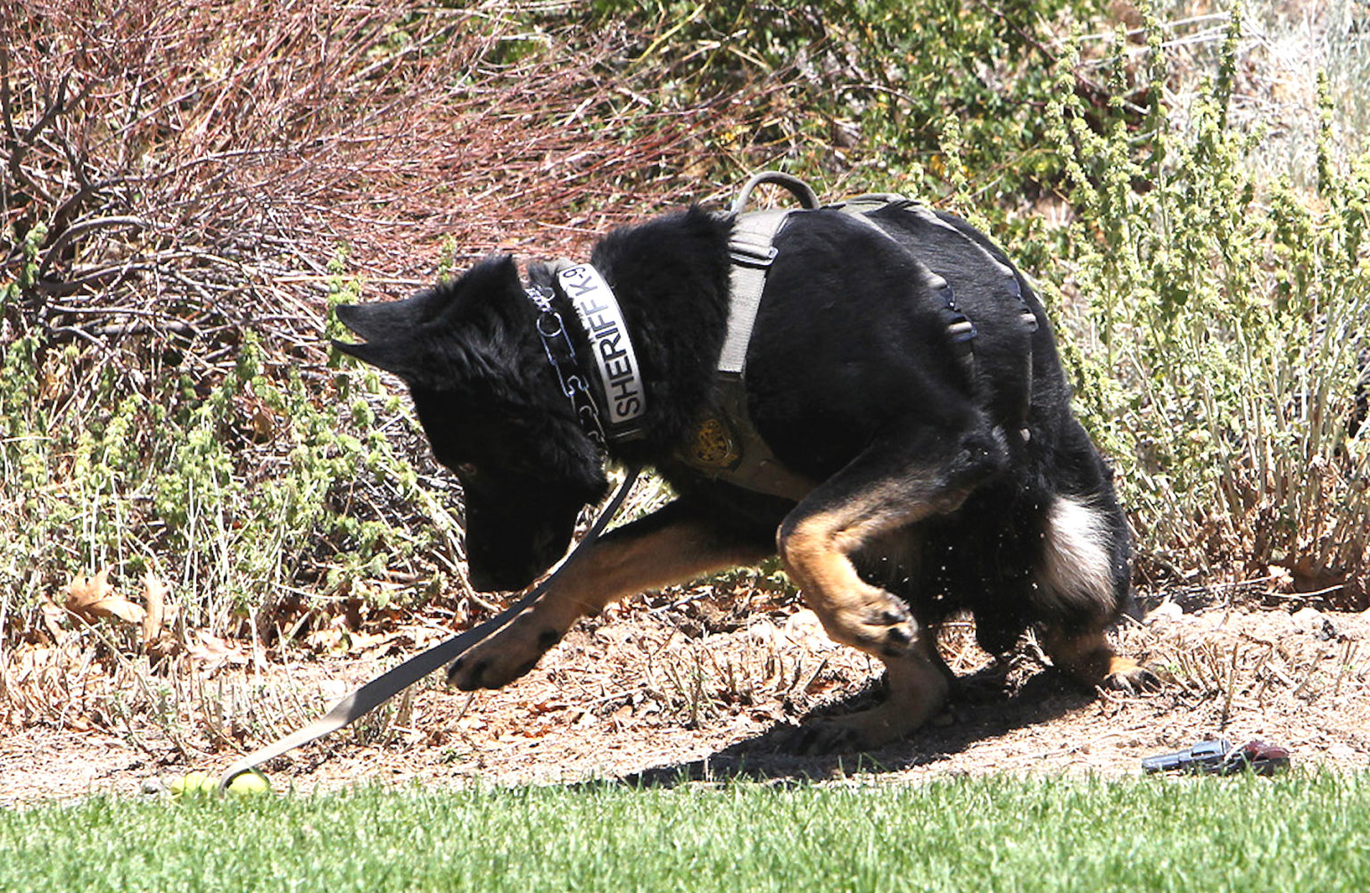 Happy Birthday to K9 Zeke! | WASHOE COUNTY K9 PARTNERS