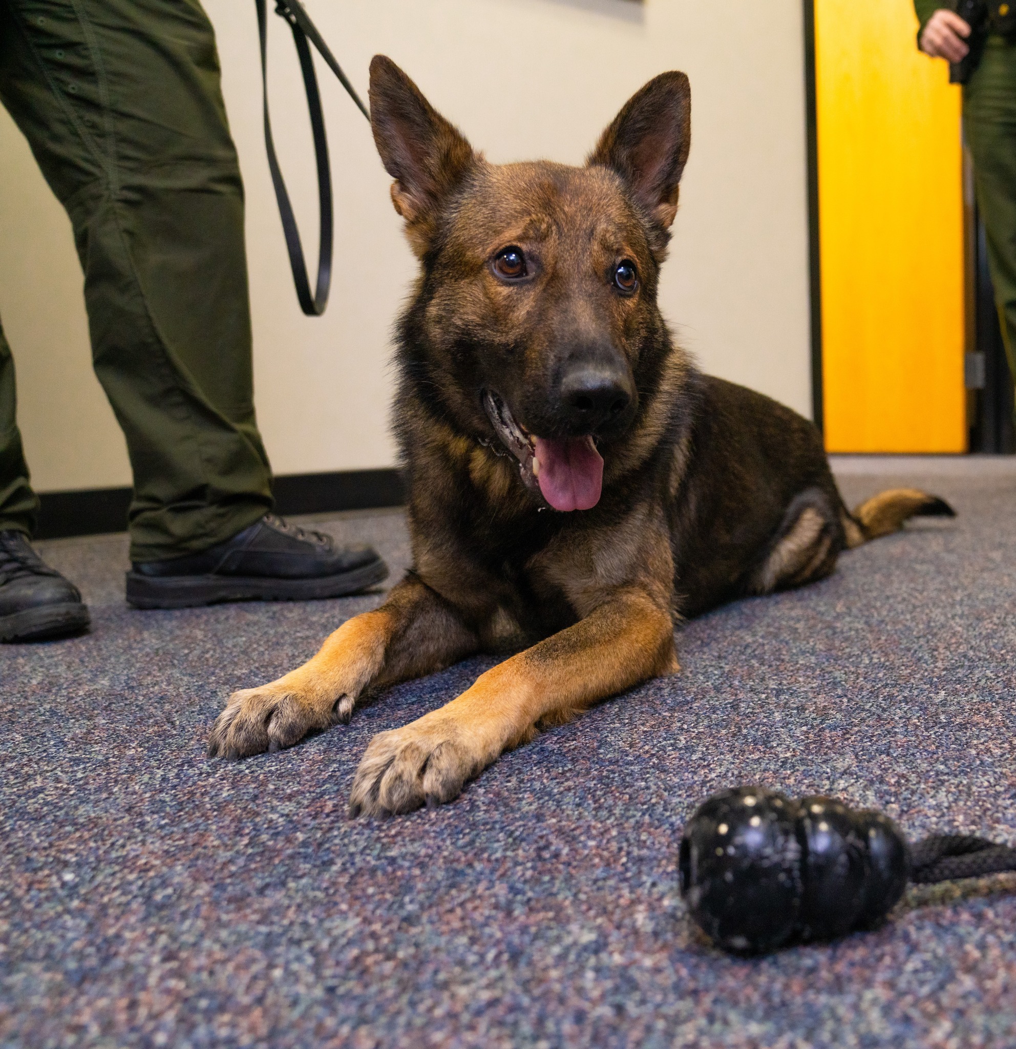 Welcome to WCSO’s new K9 | WASHOE COUNTY K9 PARTNERS